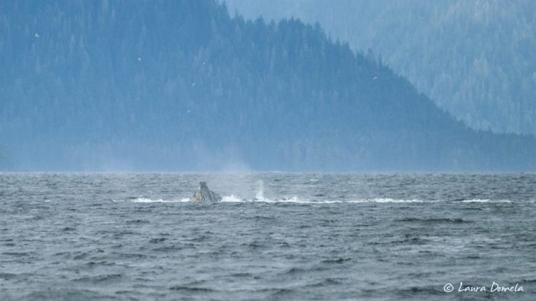 Day 29 | 2025 Flotilla to Alaska | Pybus Bay to Explorer Basin | Slowboat